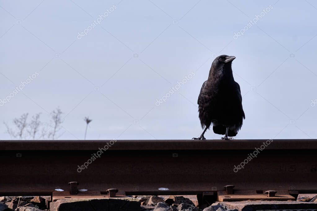 Cuervo con un ojo alerta viendo al fotógrafo es capturado desde abajo ...