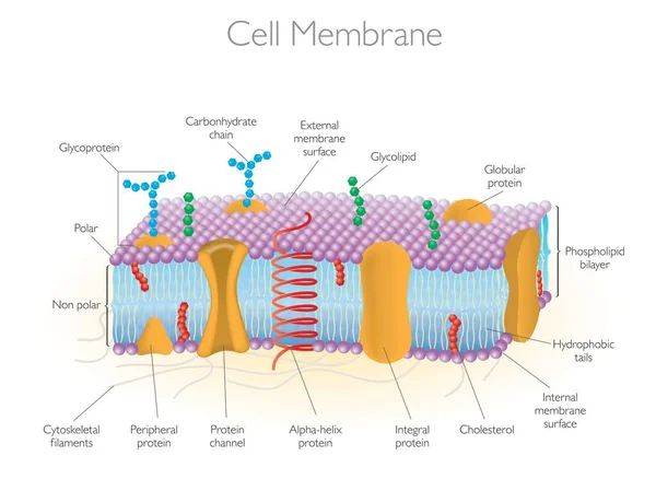 26,722,123 Cell membrane Vector Images | Depositphotos