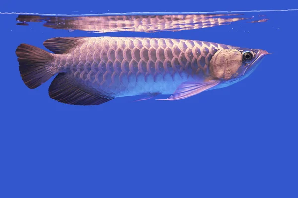 Arowana fish Stock Photos, Royalty Free Arowana fish Images | Depositphotos