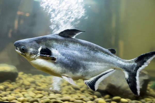 Iridescent Shark Full Size