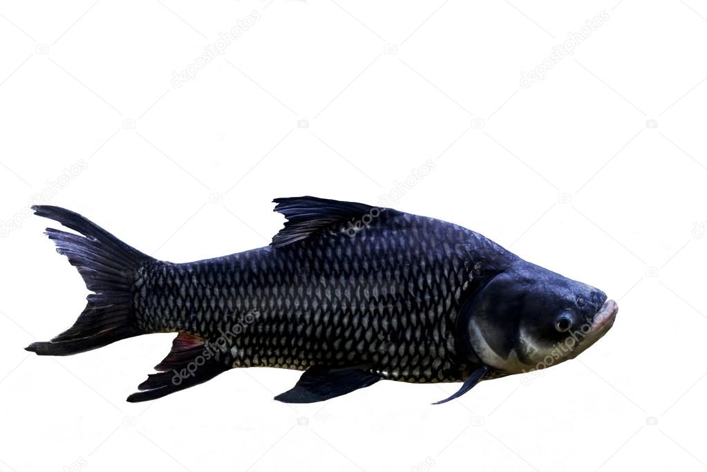 Siamese giant carp, Giant barb Fish,Thailand isolated on white b ...