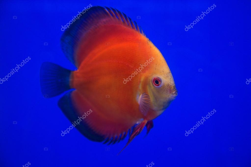 Orangefarbener Diskusfisch — Stockfoto © nawaj #75230733