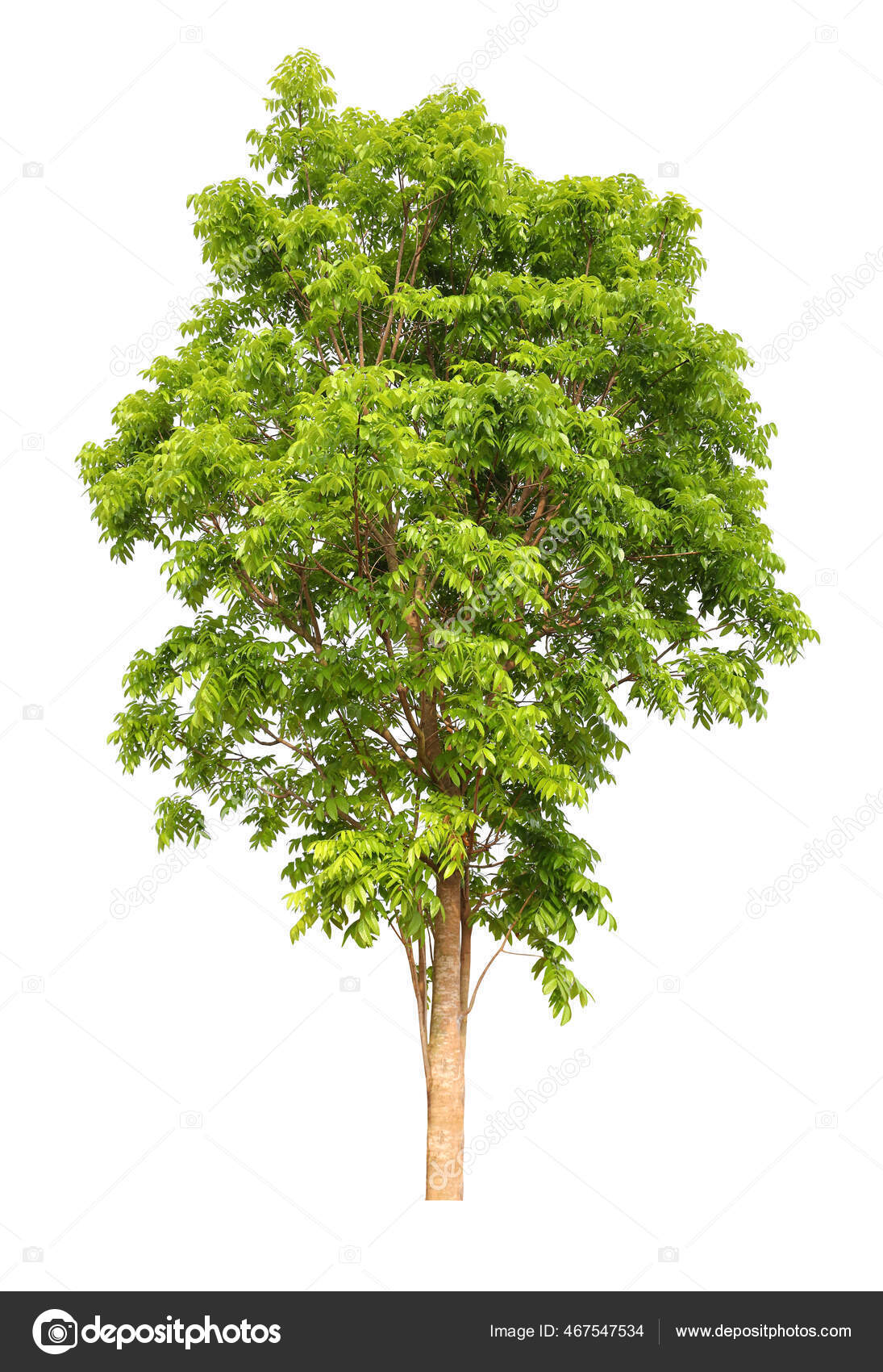 Mahogany Tree Clip Art