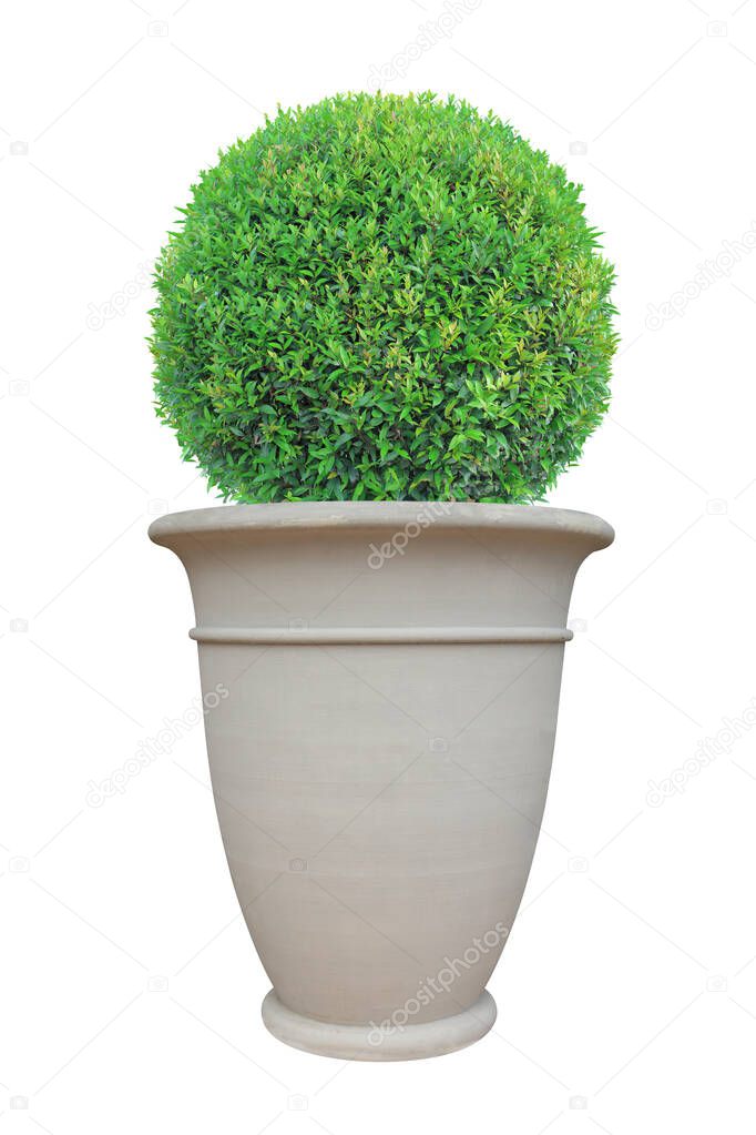 Árbol topiario en forma de cúpula circular con gran maceta de terracota ...