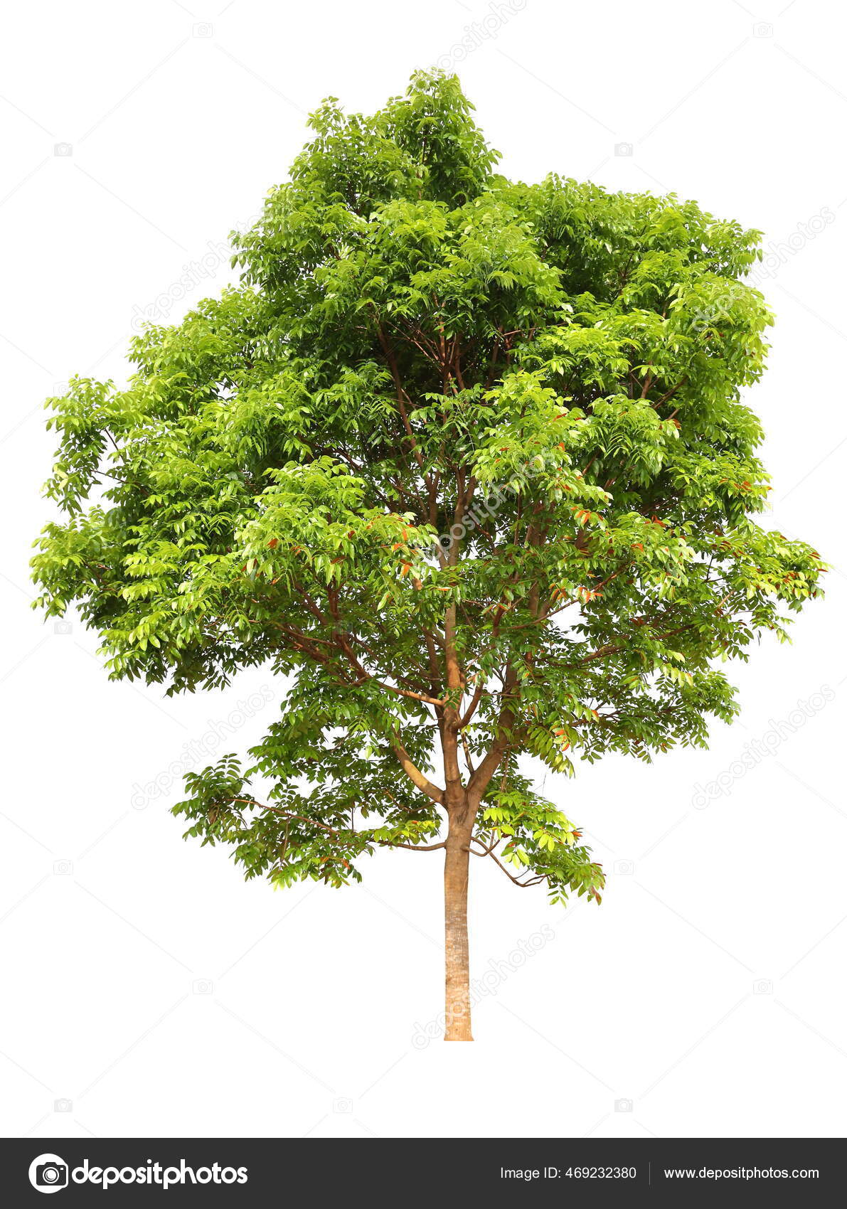 Mahogany Tree Clip Art