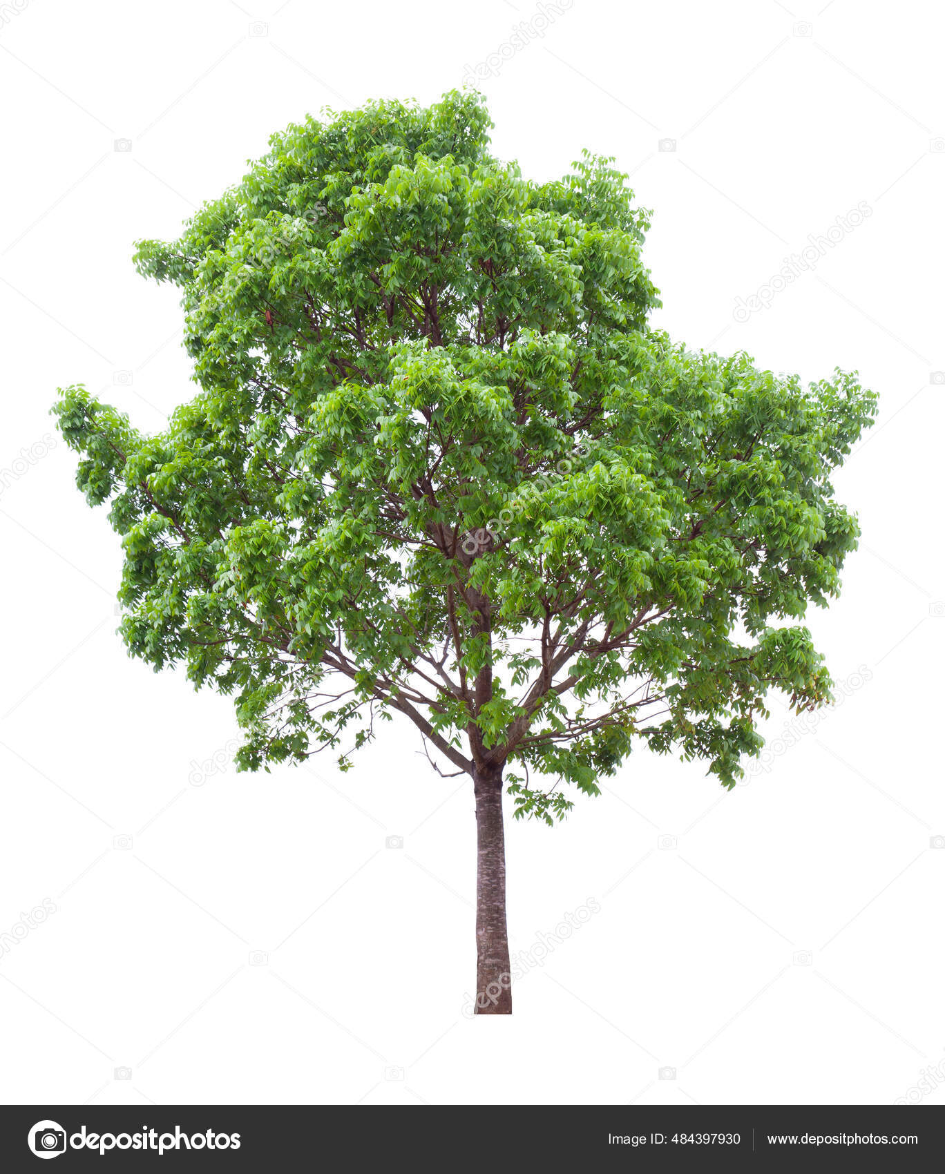 Mahogany Tree Clip Art