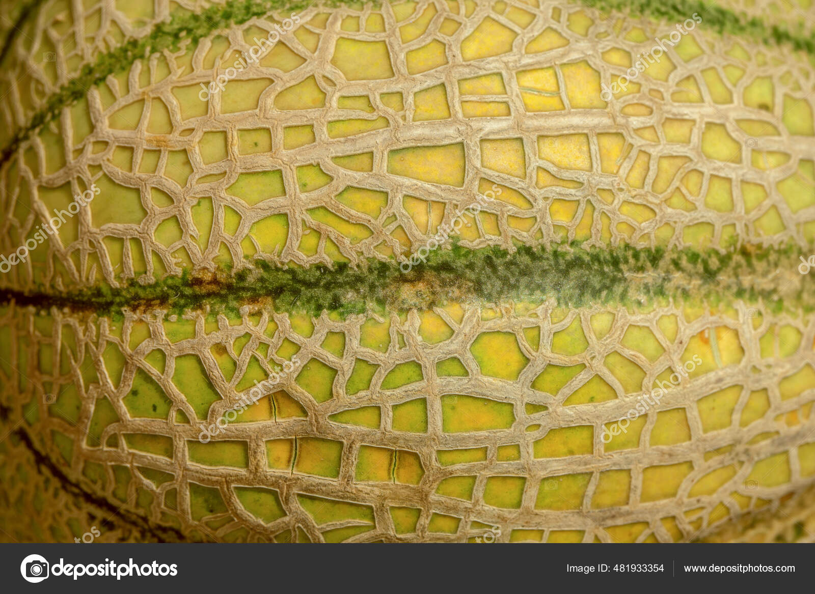 Melon Skin Texture Close Summer Background — Stock Photo ...