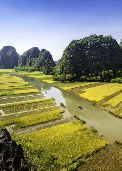 Rice field and river in TamCoc, NinhBinh, Vietnam — Stock Photo ...