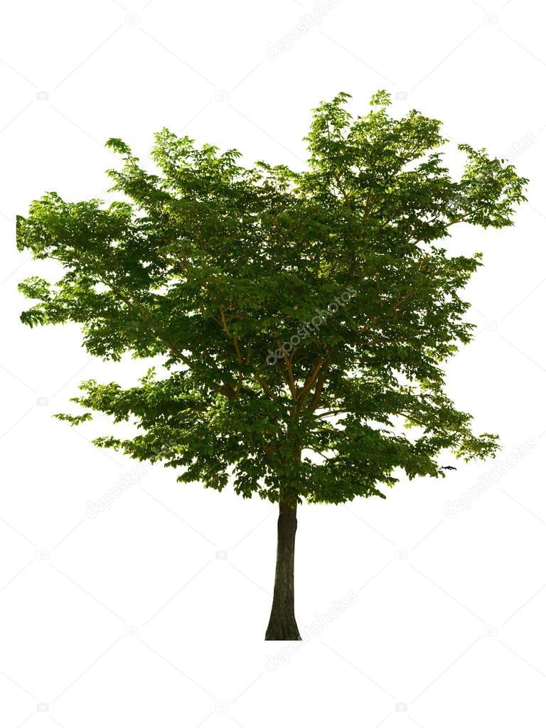 Old tree isolated white background. — Stock Photo © jayzynism #85755016