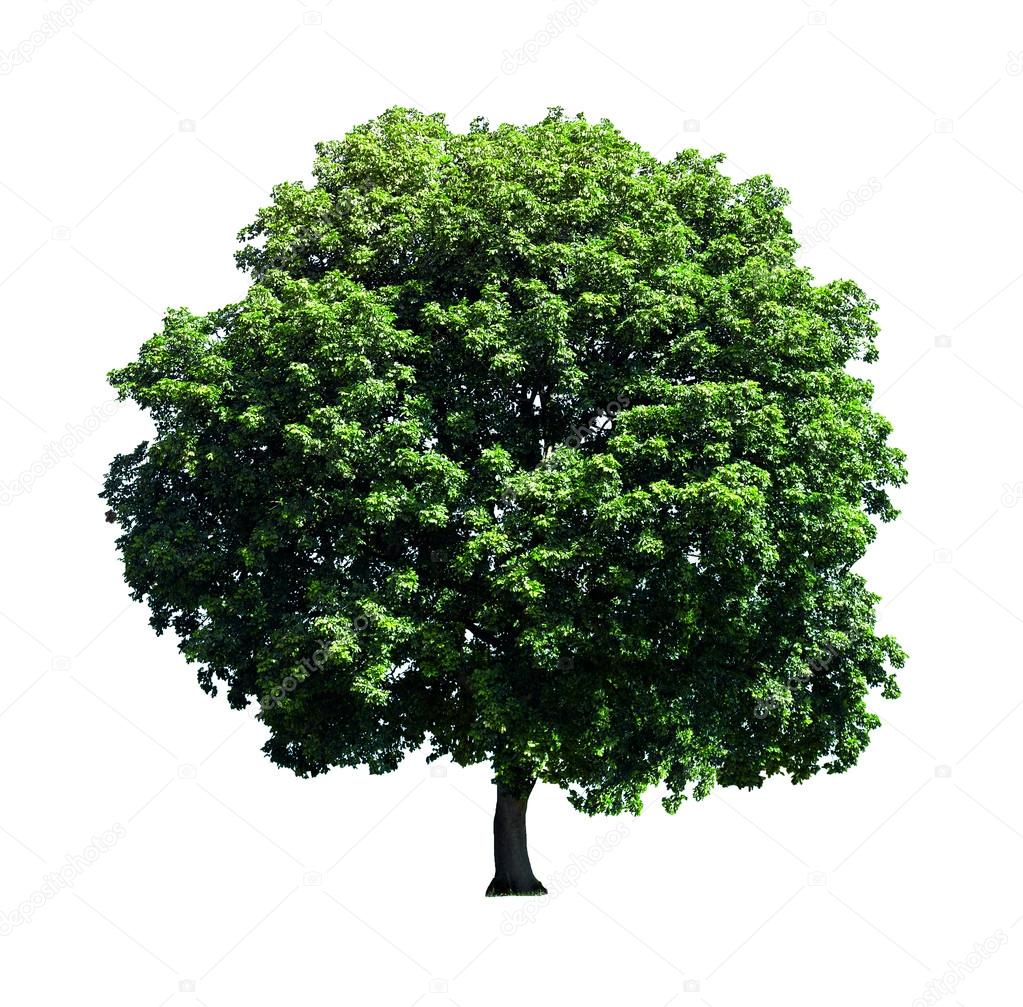 Árbol grande aislado sobre fondo blanco. — Foto de stock #91916956 ...