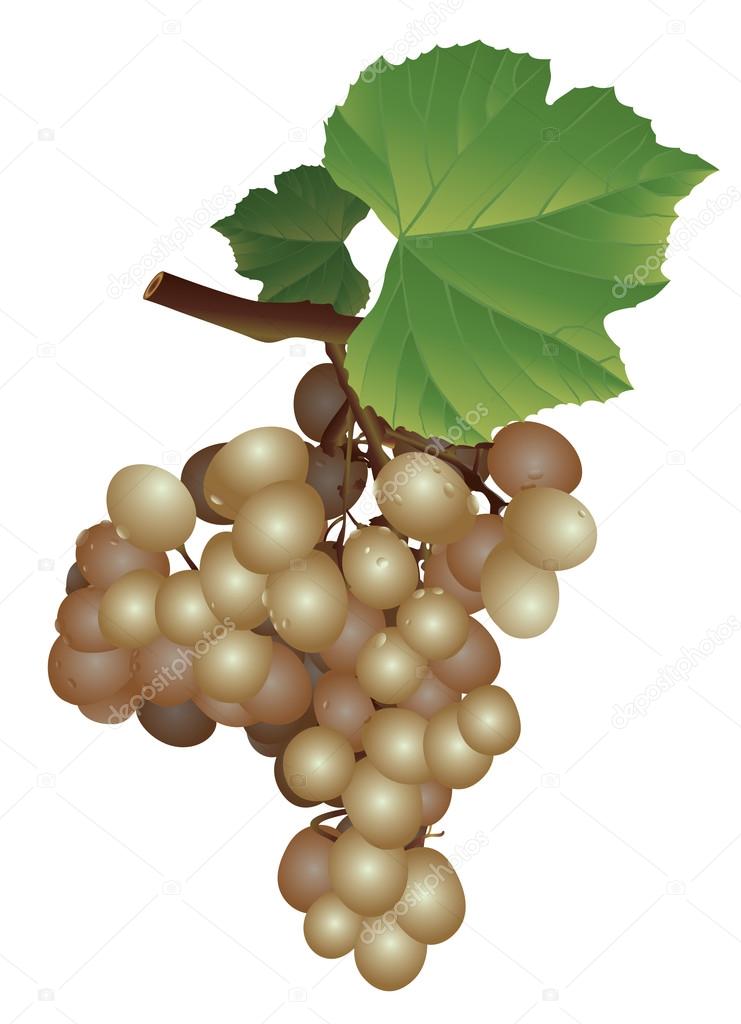 Picture of a bunch of grapes Stock Vector Image by ©veida #77571554