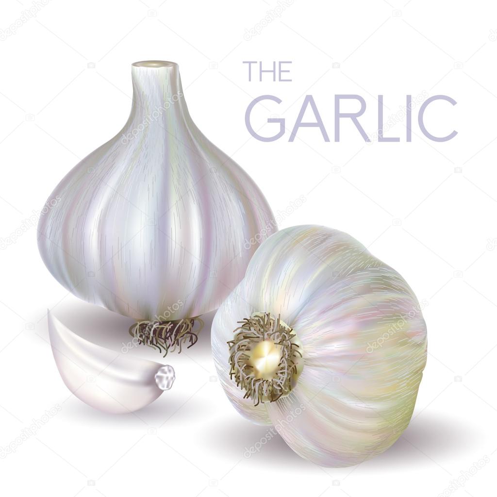 Garlic bulb and slice Stock Vector Image by ©veida #77875022