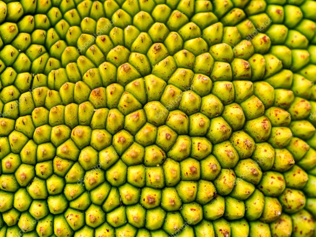 Closeup macro of jackfruit peel texture a small button consecutive ...