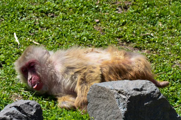 Monkey with sleep Stock Photos, Royalty Free Monkey with sleep Images ...