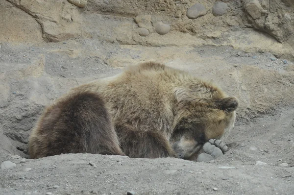 Oso durmiendo Stock Photos, Royalty Free Oso durmiendo Images ...