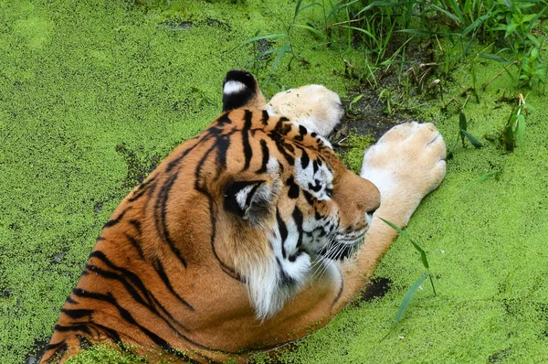 Tiger feces Stock Photos, Royalty Free Tiger feces Images | Depositphotos