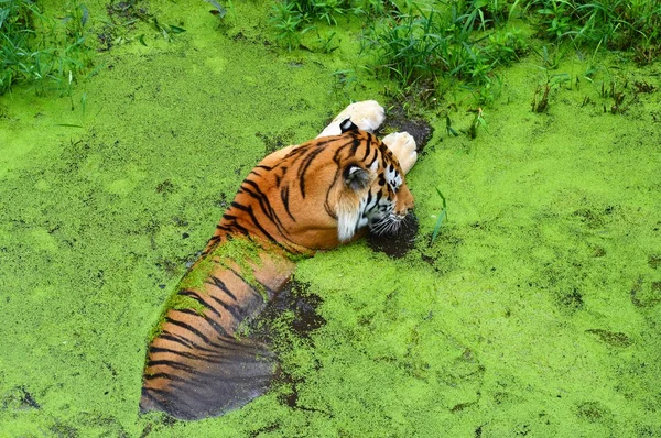 Tiger feces Stock Photos, Royalty Free Tiger feces Images | Depositphotos