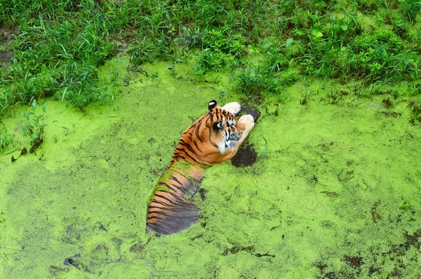 Tiger feces Stock Photos, Royalty Free Tiger feces Images | Depositphotos