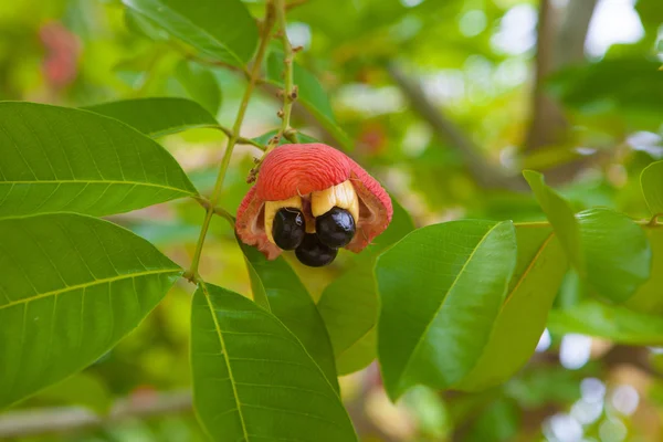 Ackee fruit Stock Photos, Royalty Free Ackee fruit Images | Depositphotos