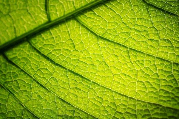 Imagen de color verde Stock Photos, Royalty Free Imagen de color verde ...