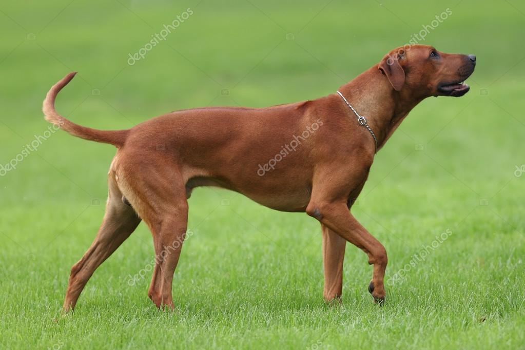 Dog rhodesian ridgeback for a walk outdoors on a green field — Stock ...