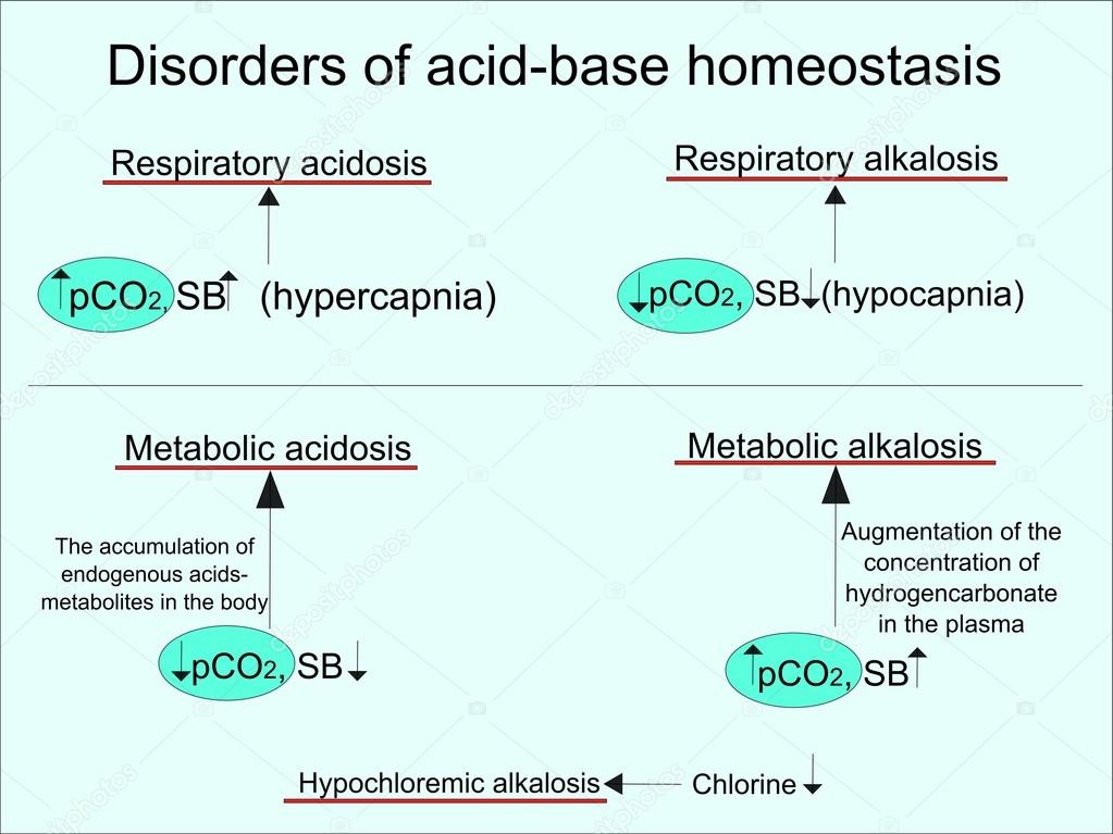 Acid base homeostasis — Stock Vector © sandro_ #105262096