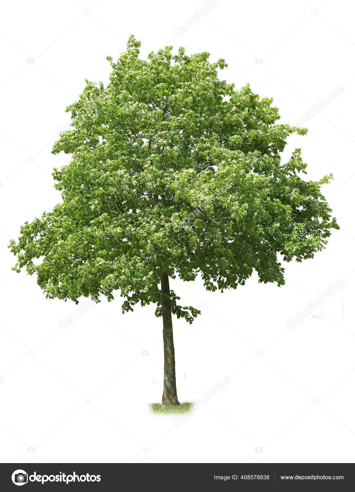 Green Tree White Background — Stock Photo © ForestDigital #468578838