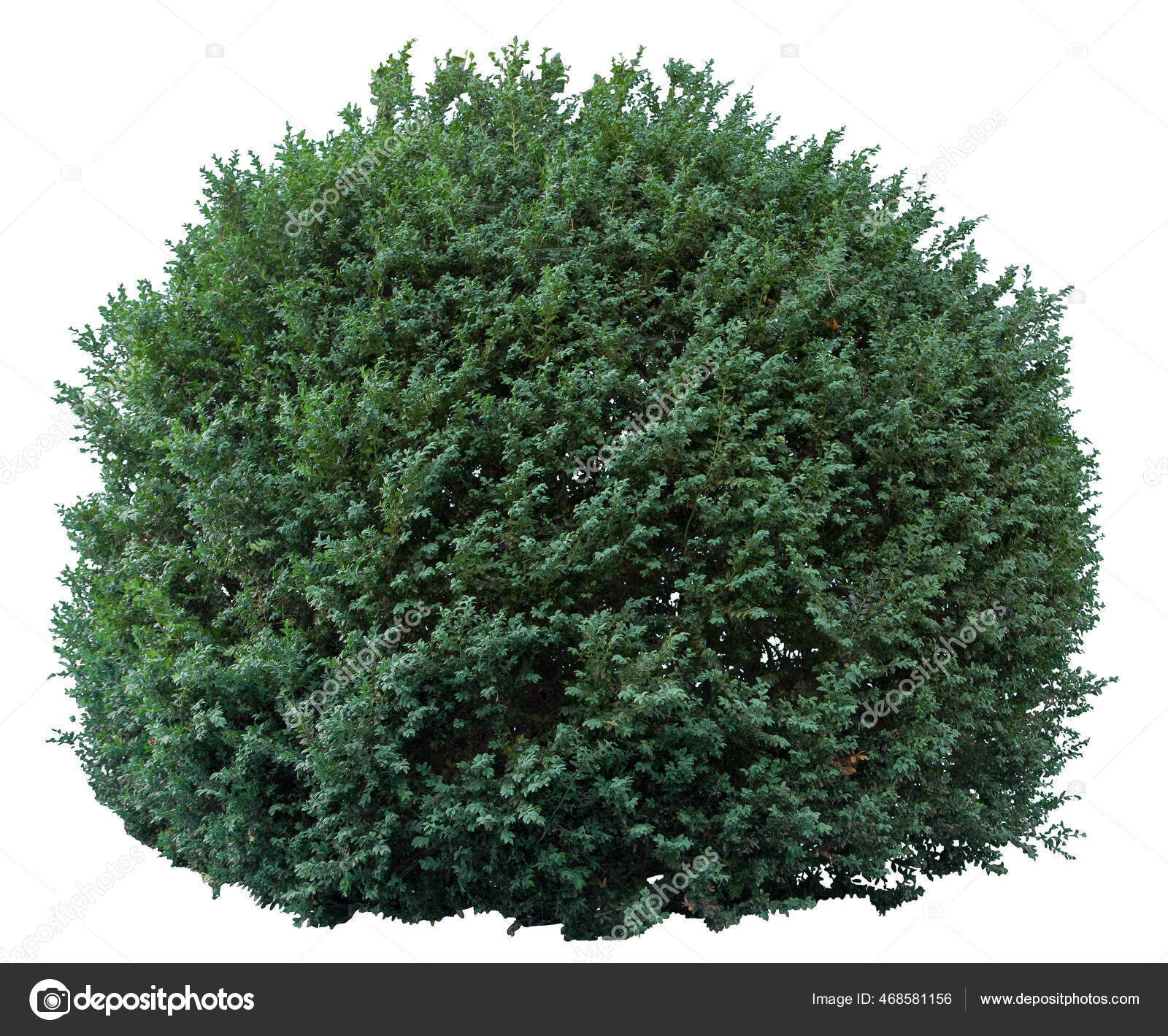Bush White Background