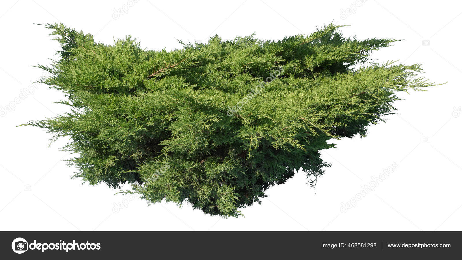 Shrub White Background