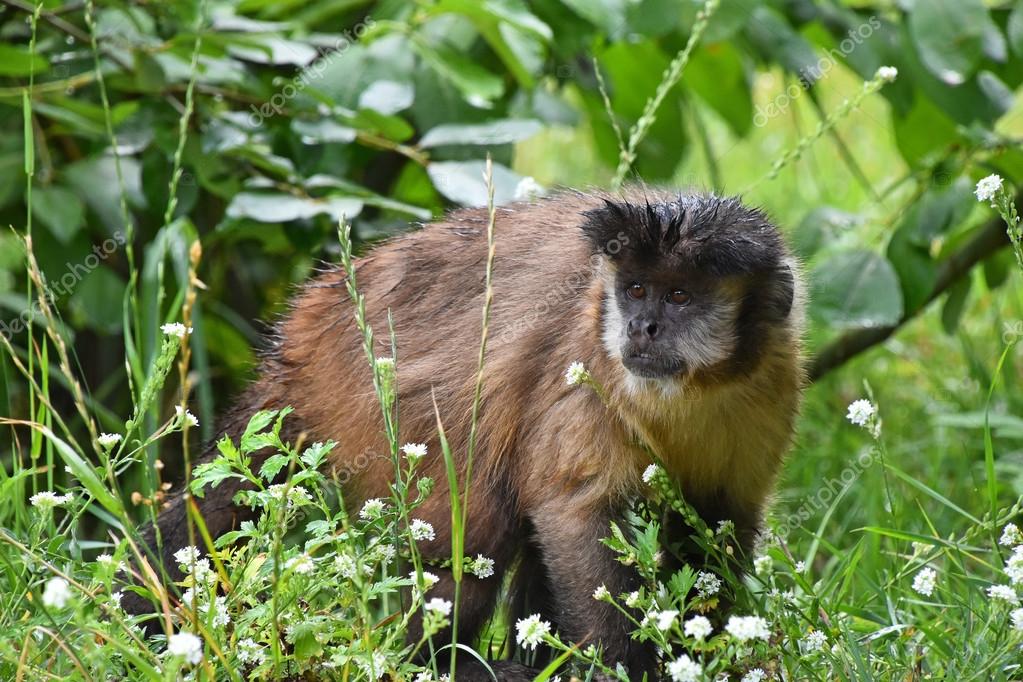 Brown tufted capuchin monkey male in green grass — Stock Photo ...