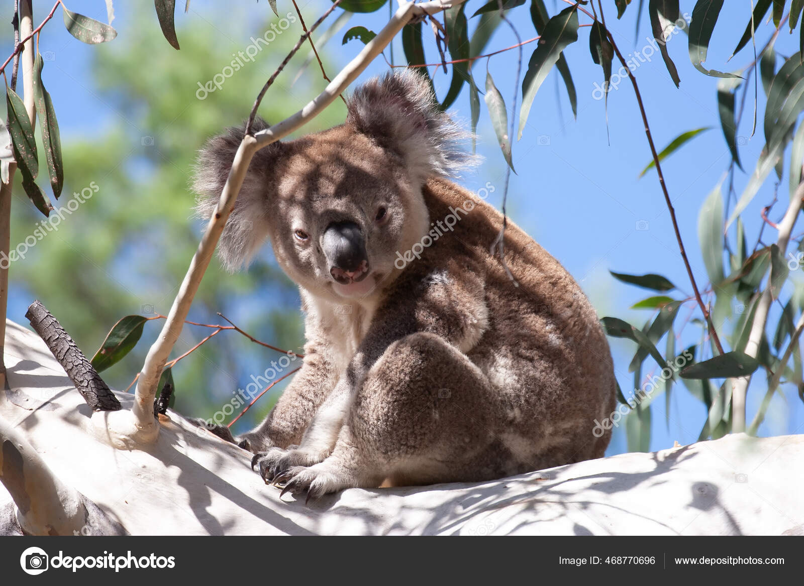 Koala Resting Gum Tree Branch Stock Photo by ©kengriffiths.live.com ...