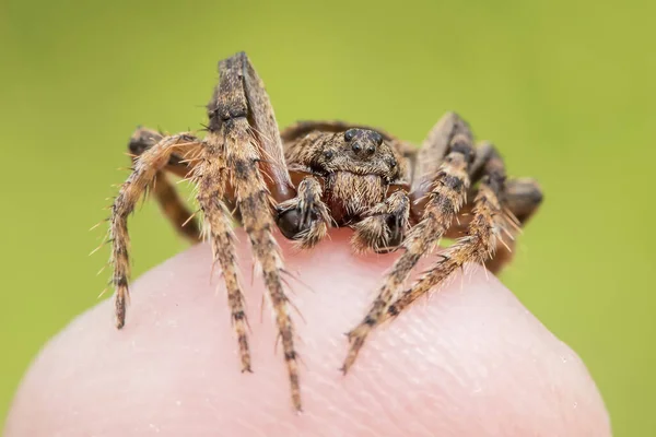 Spider on finger Stock Photos, Royalty Free Spider on finger Images ...