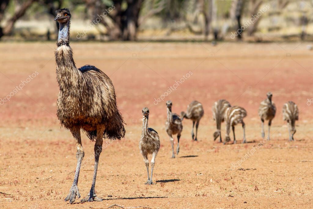 macho emu el cuidado de los polluelos 2024