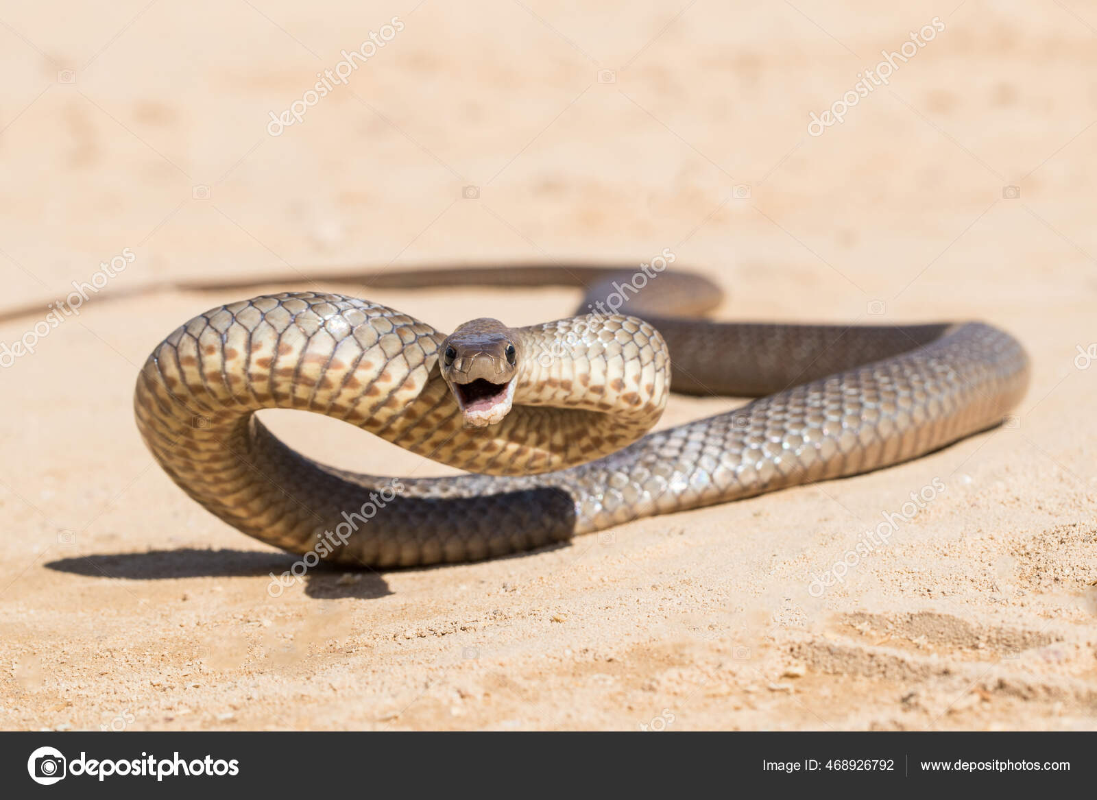 Eastern Brown Snake Defensive Pose Stock Photo by ©kengriffiths.live ...