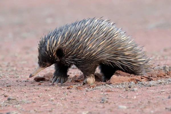 Echidna Stock Photos, Royalty Free Echidna Images | Depositphotos