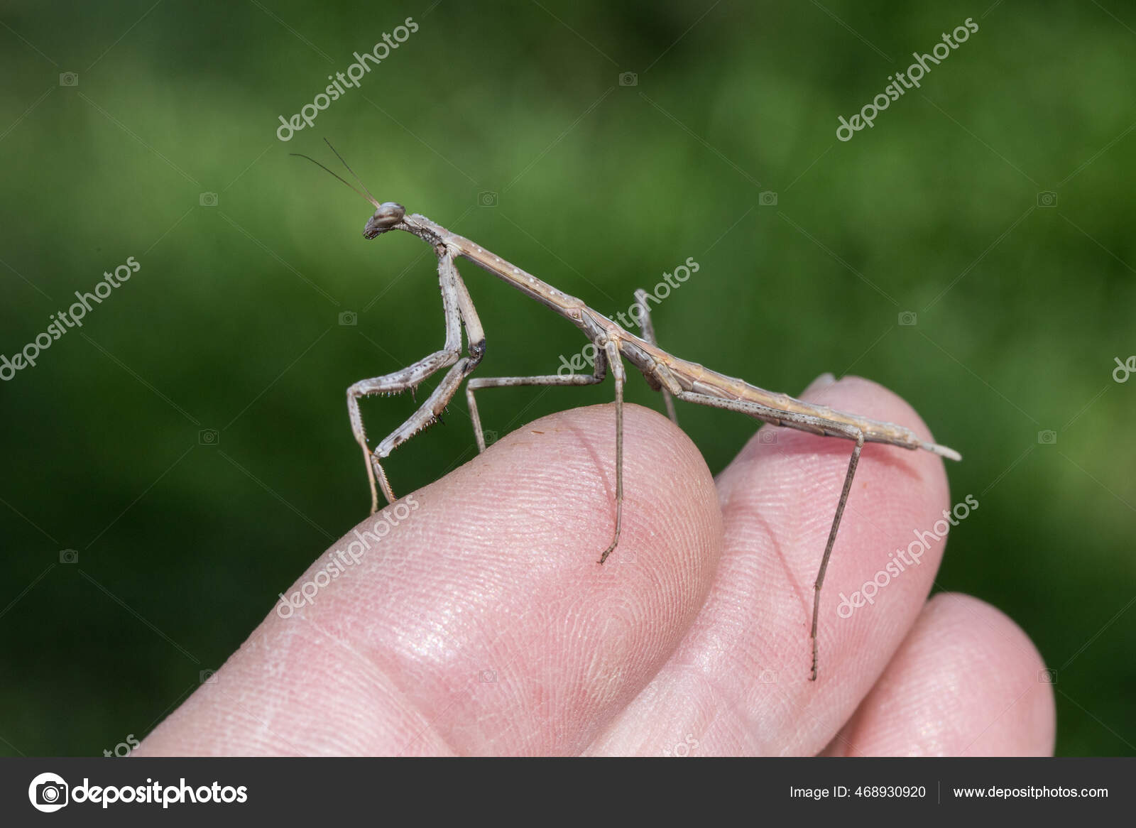 Preying Mantis Being Held Hand Stock Photo by ©kengriffiths.live.com ...