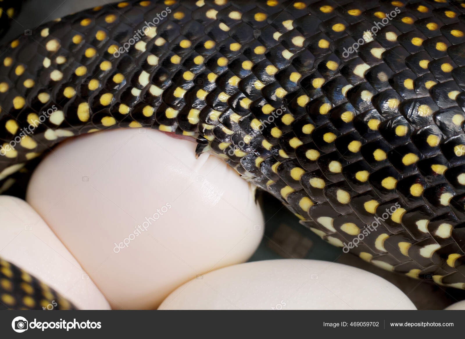 Female Diamond Python Laying Eggs Stock Photo by ©kengriffiths.live.com ...