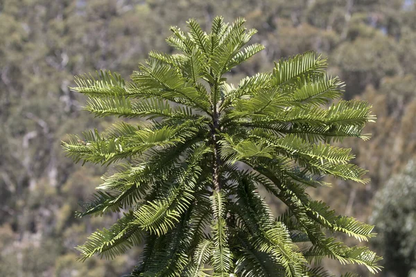 Wollemia Stock Photos, Royalty Free Wollemia Images | Depositphotos