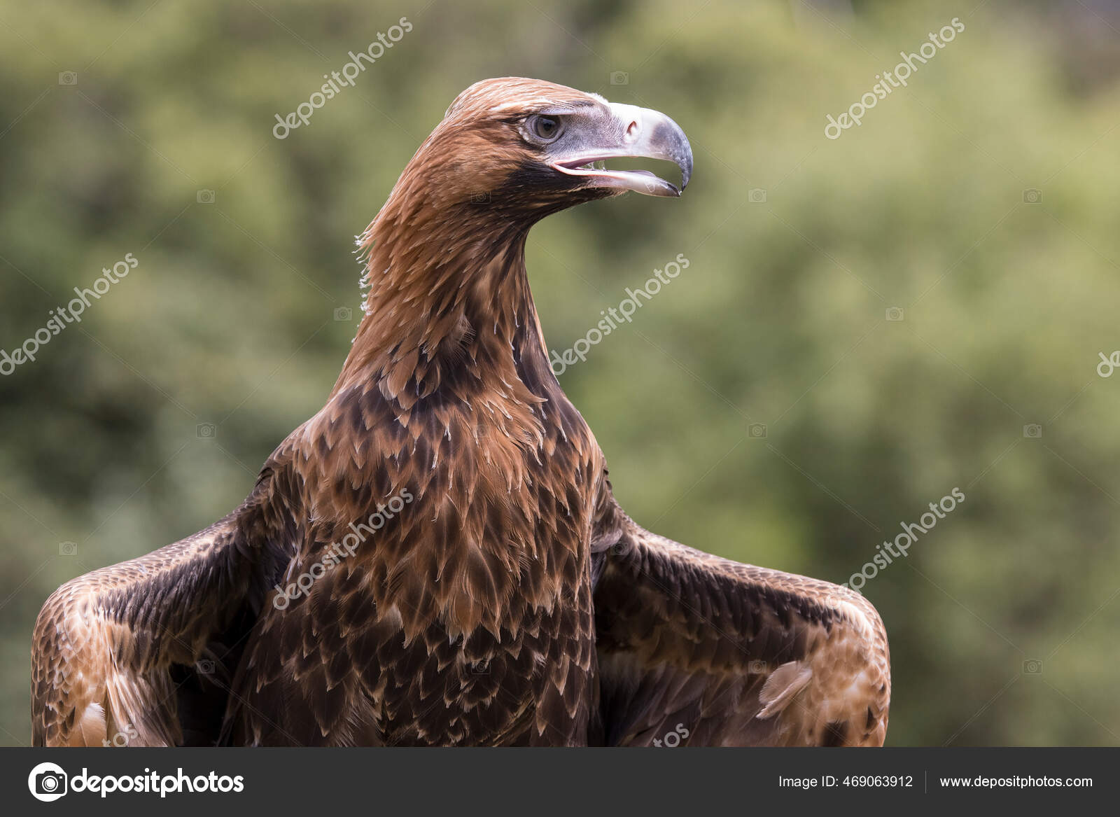 Close Captive Wedge Tailed Eagle Stock Photo by ©kengriffiths.live.com ...