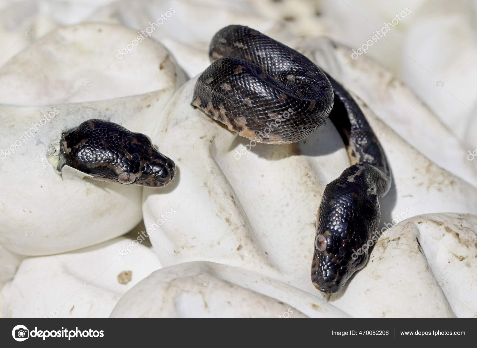 Pythons Diamante Que Comienza Eclosionar Del Huevo: fotografía de stock ...