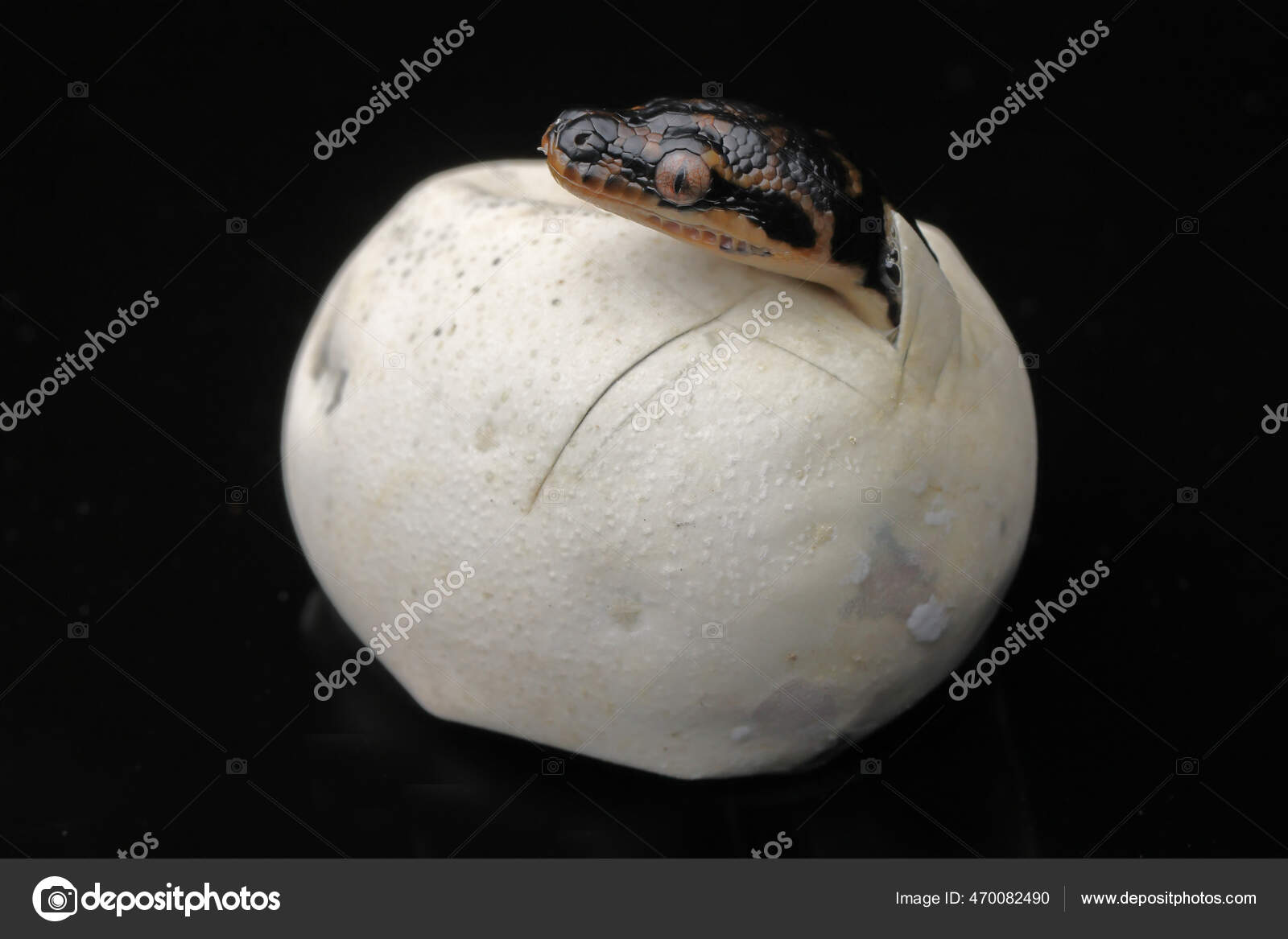 Diamond Python Hatching Egg — Stock Photo © kengriffiths.live.com ...
