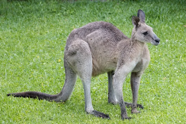 The largest kangaroo Stock Photos, Royalty Free The largest kangaroo ...