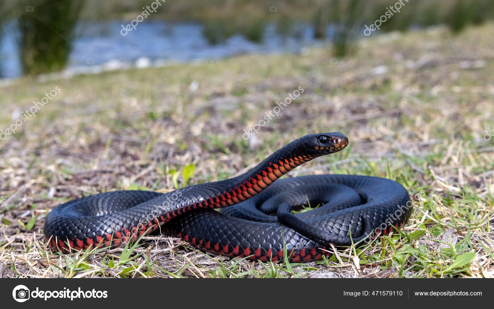 Red Bellied Black Snake Basking Sunlight — Stock Photo © kengriffiths ...