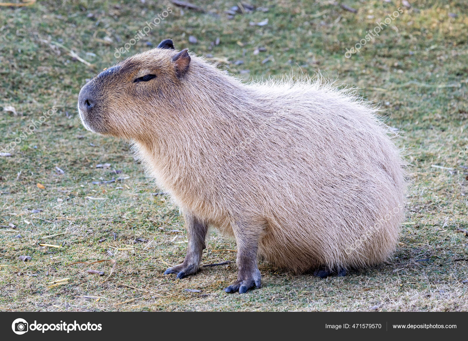 Capybara Sydney Australia Zoo — Stock Photo © kengriffiths.live.com ...