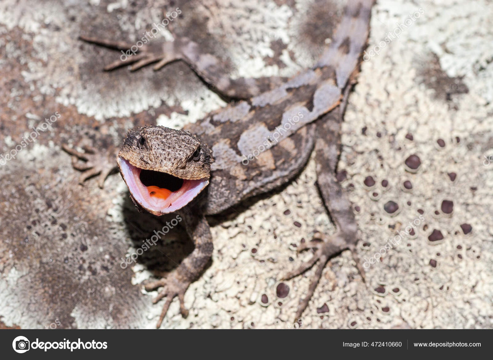 Mountain Dragon Lizard Mouth Open — Stock Photo © kengriffiths.live.com ...