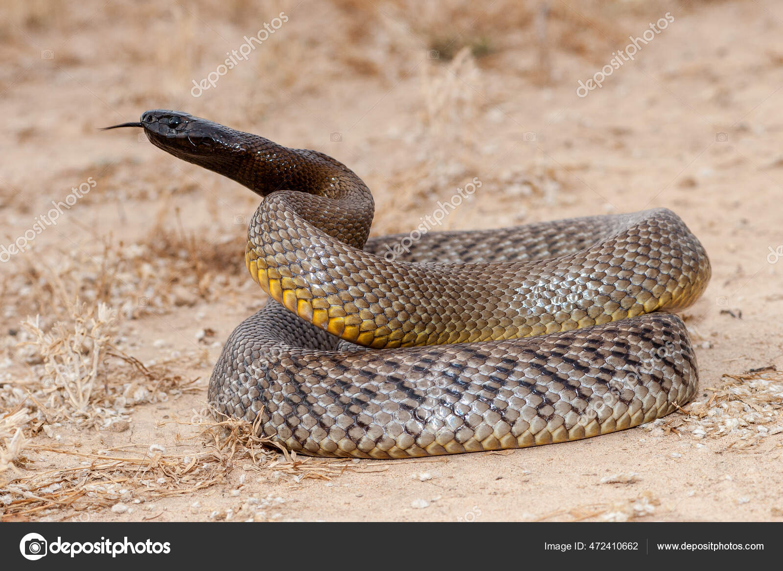 オーストラリアのタイパンヘビ