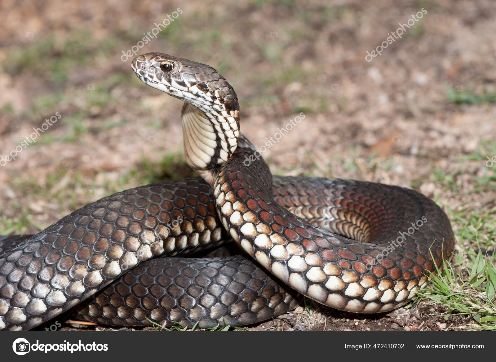 Australian Highlands Copperhead Snake Strike Position Stock Photo by ...