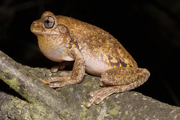 Peronii Stock Photos, Royalty Free Peronii Images | Depositphotos