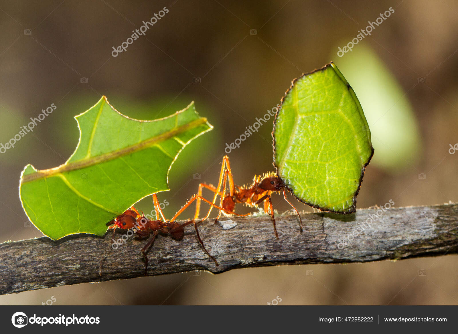 Leafcutter Ants Carrying Leaf Nest Stock Photo by ©kengriffiths.live ...