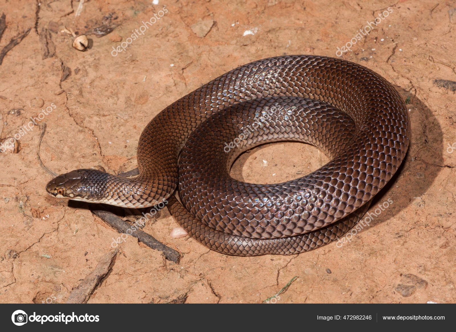 Australian Venomous Curl Snake — Stock Photo © kengriffiths.live.com #472982246